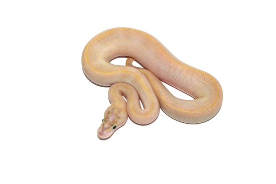 (OD RS BP) Fire Ivory Clown Ball Python by PetroGenetics