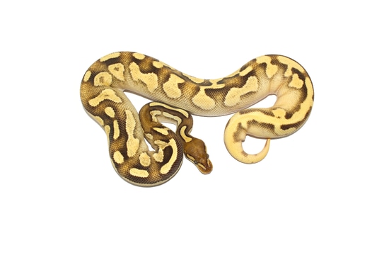 Scrambler OD Fire Mojave Calico Ball Python by PetroGenetics