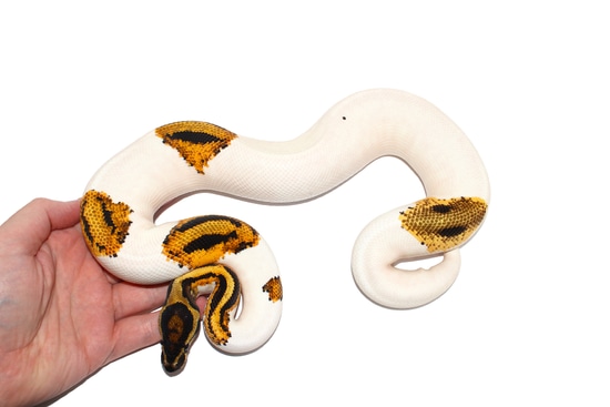 (ADULT) ODYB Pied Het Lavender Ball Python by PetroGenetics