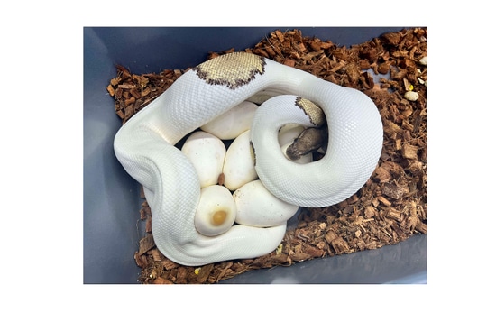 (ADULT) Mojave Pied Ball Python by PetroGenetics