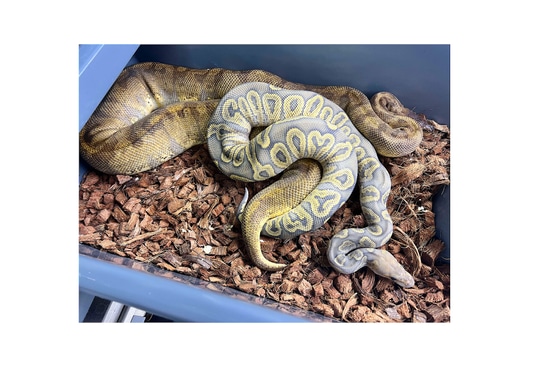 (ADULT) GHI Hypo Clown Ball Python by PetroGenetics
