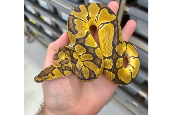 Enchi Clown Ball Python by PetroGenetics
