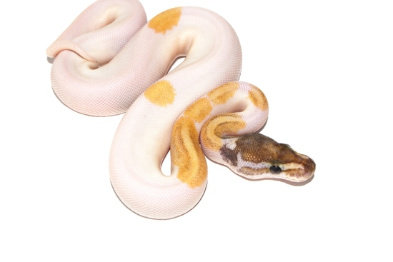 Fire YB Mojave Pied Ball Python by Pew_Morph