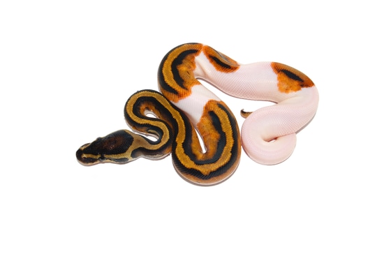 Fire Pied Ball Python by PetroGenetics