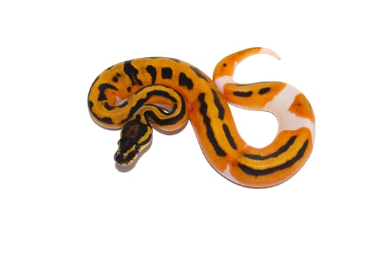 OD Enchi Pied Ball Python by PetroGenetics