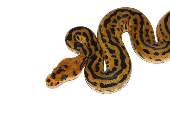 Gravel/YB Batman Ball Python by PetroGenetics