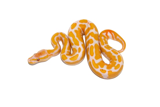 YB Fire Lavender Het Pied Ball Python by PetroGenetics