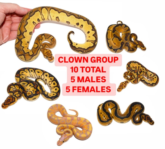 AUCTION GROUP - (10 Clowns) Ball Python by PetroGenetics