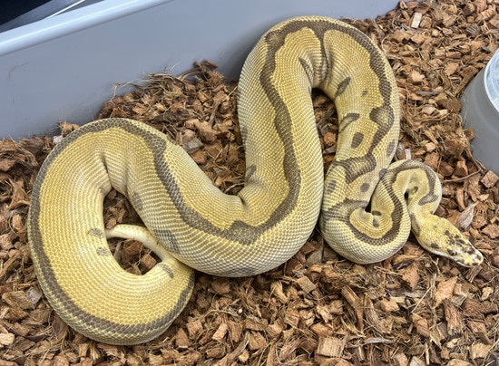 (Proven) Redstripe Enchi YB Batman Ball Python by PetroGenetics
