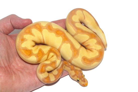 Banana Enchi Fire Clown Ball Python by PetroGenetics