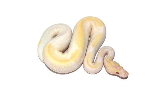 Ivory Dreamsicle (Fire OD RS) Ball Python by PetroGenetics
