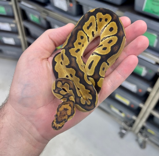 Clown Het Sunset Ball Python by PetroGenetics