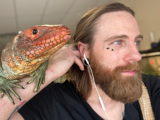 Captive Hatched 10 Yr Old Male Caiman Lizard by Pets and Things Reptile ...