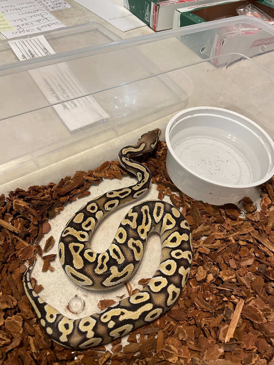 Pastel/Mojave Ball Python by Pets Galore,LLC - MorphMarket