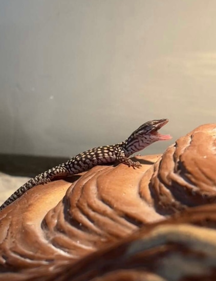 Rare Earth Red Ackie Monitor by Dwarf Monitors