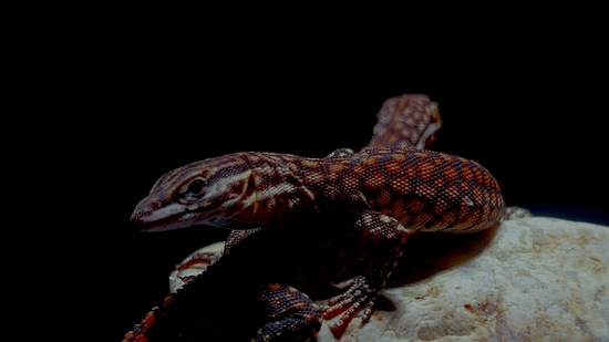 Red Ackies From The Rare Earth Line Ackie Monitor by Dwarf Monitors