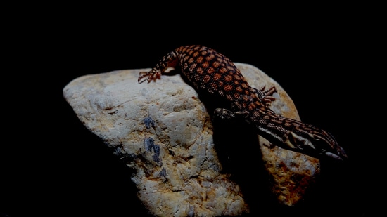 Rare Earth Red Ackie Ackie Monitor by Dwarf Monitors