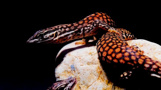 Red Ackie Monitor by Dwarf Monitors
