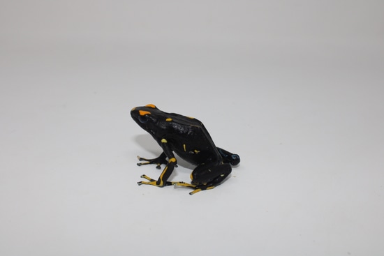 Alanis Dart Frog Dyeing Dart Frog by Pet Supply United