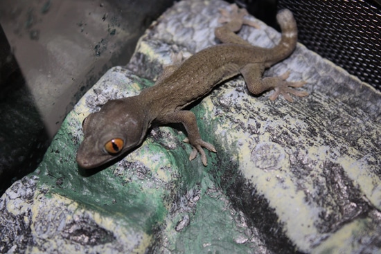 Patternless Tokay Gecko by Pet Supply United