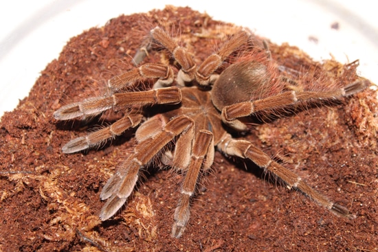 Goliath Bird Eater ( T.stirmi ) Tarantula by Pet Supply United
