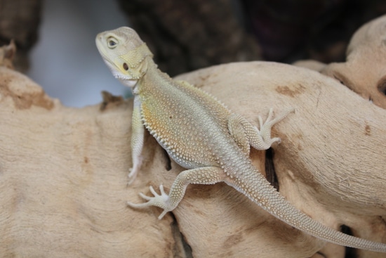Hypo Witblits Central Bearded Dragon by Pet Supply United