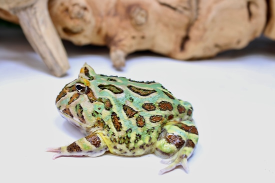 Assorted Pacman Adults Pacman Frog by Pet Supply United