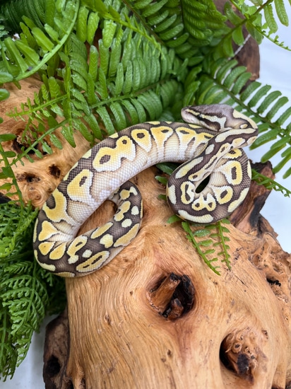 Vanilla Pastel Lesser Bongo Ball Python by Pet Supply United