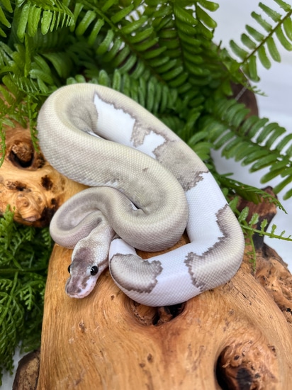 Grey Matter Ball Python by Pet Supply United