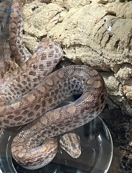 Columbian Rainbow Boa Colombian Rainbow Boa by Pet Supply United