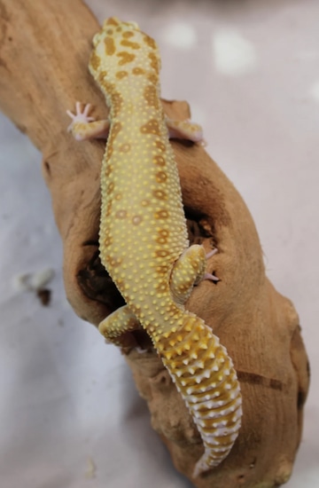 Leopard Gecko Super Giant Raptor by Pet Supply United