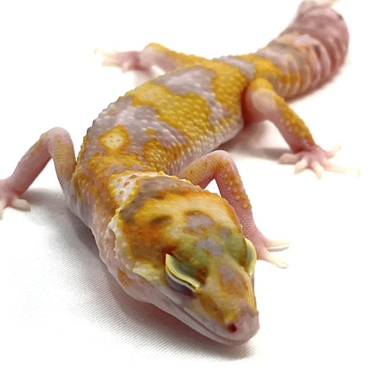 Leopard Gecko Snake Eye Raptor by Pet Supply United