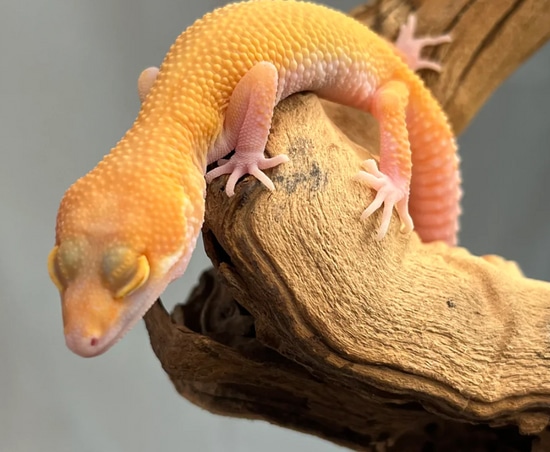 Leopard Gecko Snake Eye Raptor by Pet Supply United
