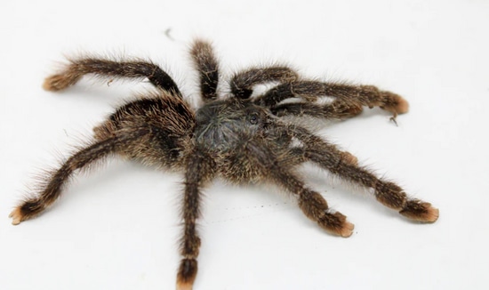 Goliath Pink Toe Tarantula by Pet Supply United