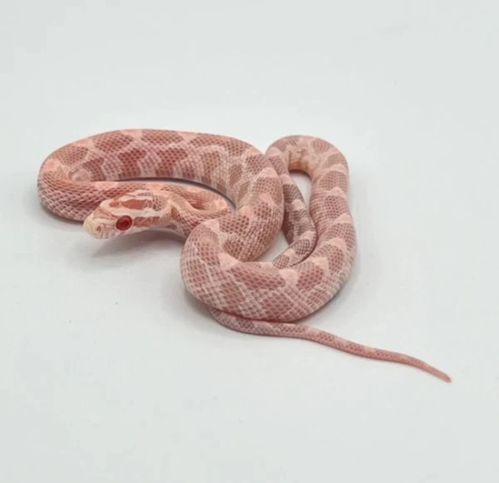 Pink Coral Snow Corn Snake by Pet Supply United