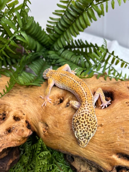 High Yellow Leopard Gecko by Pet Supply United