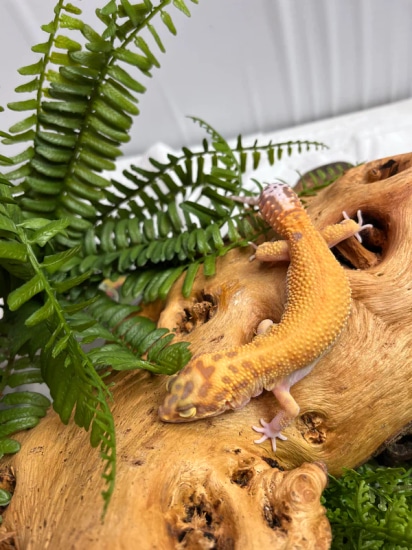 Giant Raptor Leopard Gecko by Pet Supply United