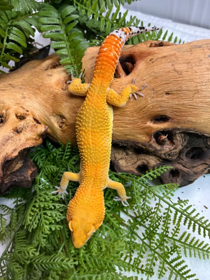 SHTCTB Leopard Gecko by Pet Supply United