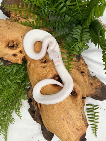 Superfire Ball Python by Pet Supply United