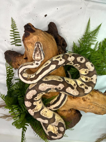 Firefly Ball Python by Pet Supply United