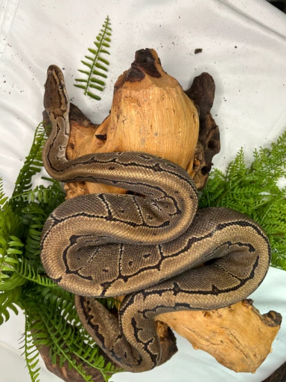 Pinstripe Ball Python by Pet Supply United