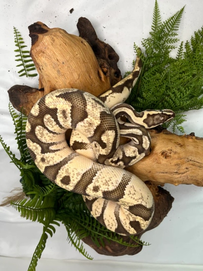 Enchi Firefly Ball Python by Pet Supply United