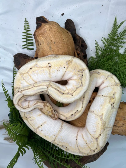 Banana Spider Ball Python by Pet Supply United