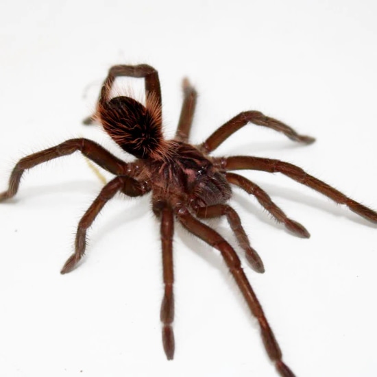 Amazon Blue Bloom 4" Tarantula by Pet Supply United