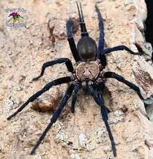 Columbian Blue Funnel-Web Spider .5" True Spider by Pet Supply United