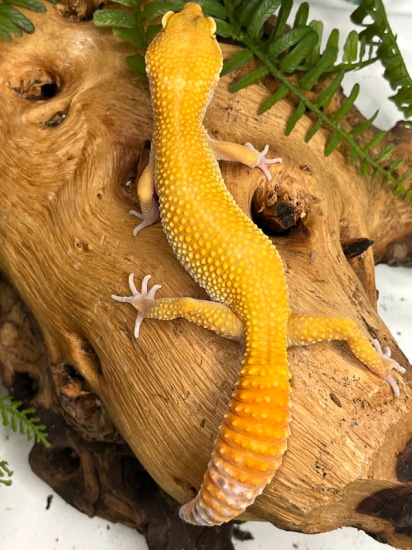 Giant Tremper Patternless Stripe Het 66% Eclipse Leopard Gecko by Pet ...
