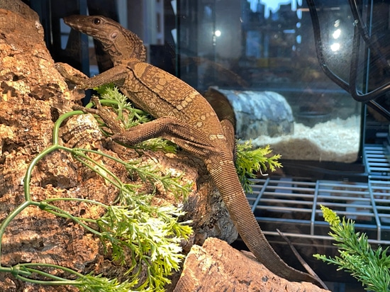 Rough Neck Monitor Black Roughneck Monitor by Pet Supply United