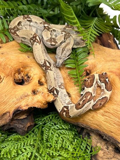 Hypo Jungle Boa Constrictor by Pet Supply United