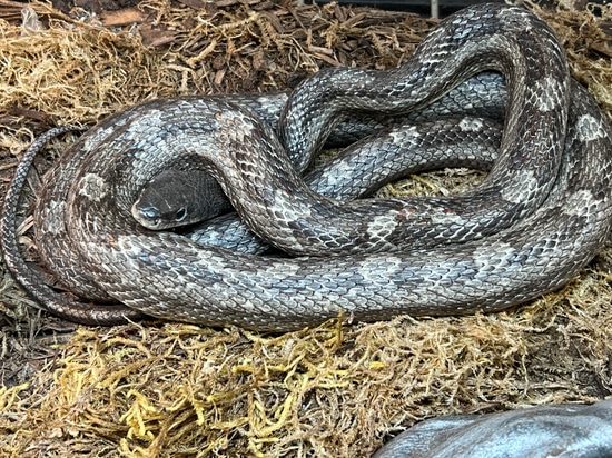 Rusty Ratsnake Other Rat Snake by Pet Supply United