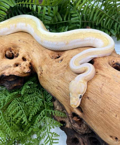 Banana Spinner Blast Ball Python by Pet Supply United